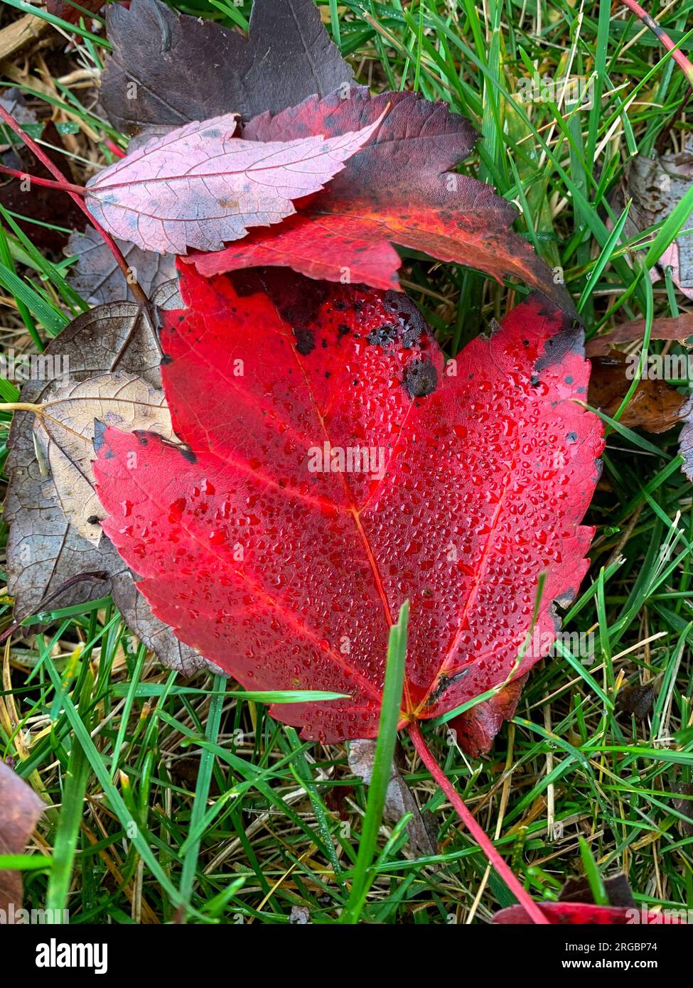 Red leaf falling on the grass, raindrops on it Stock Photo - Alamy