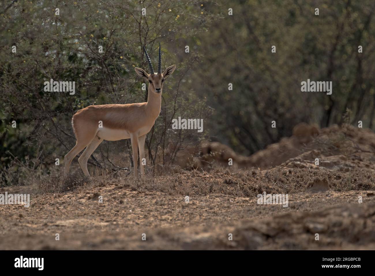 Chinkara pair hi-res stock photography and images - Alamy