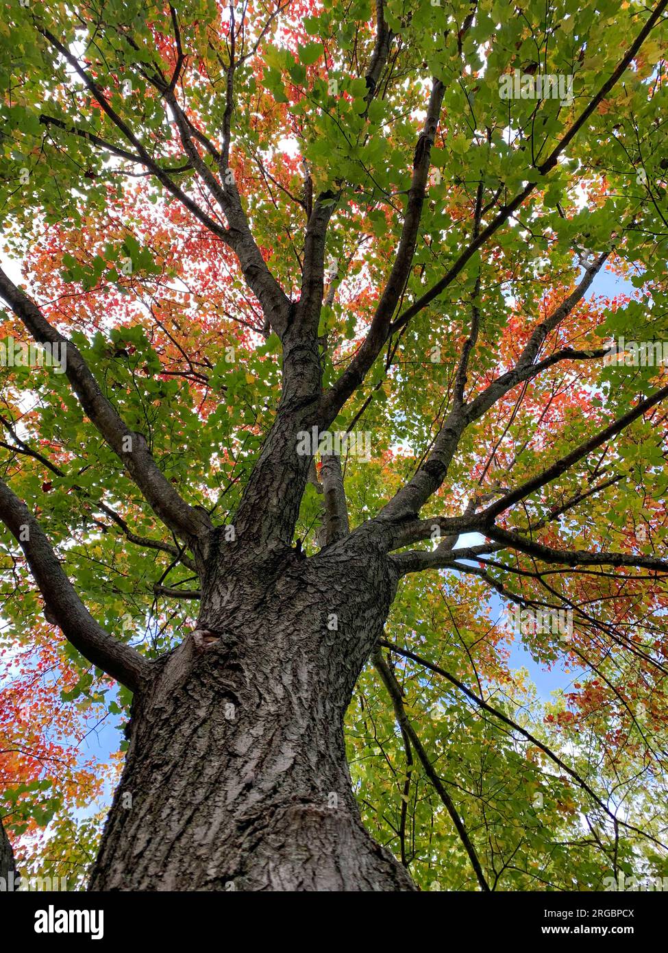 Spiral view from below of tree branches in autumn Stock Photo - Alamy