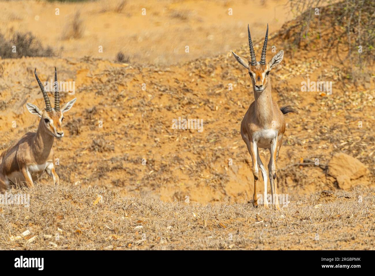 Chinkara pair hi-res stock photography and images - Alamy