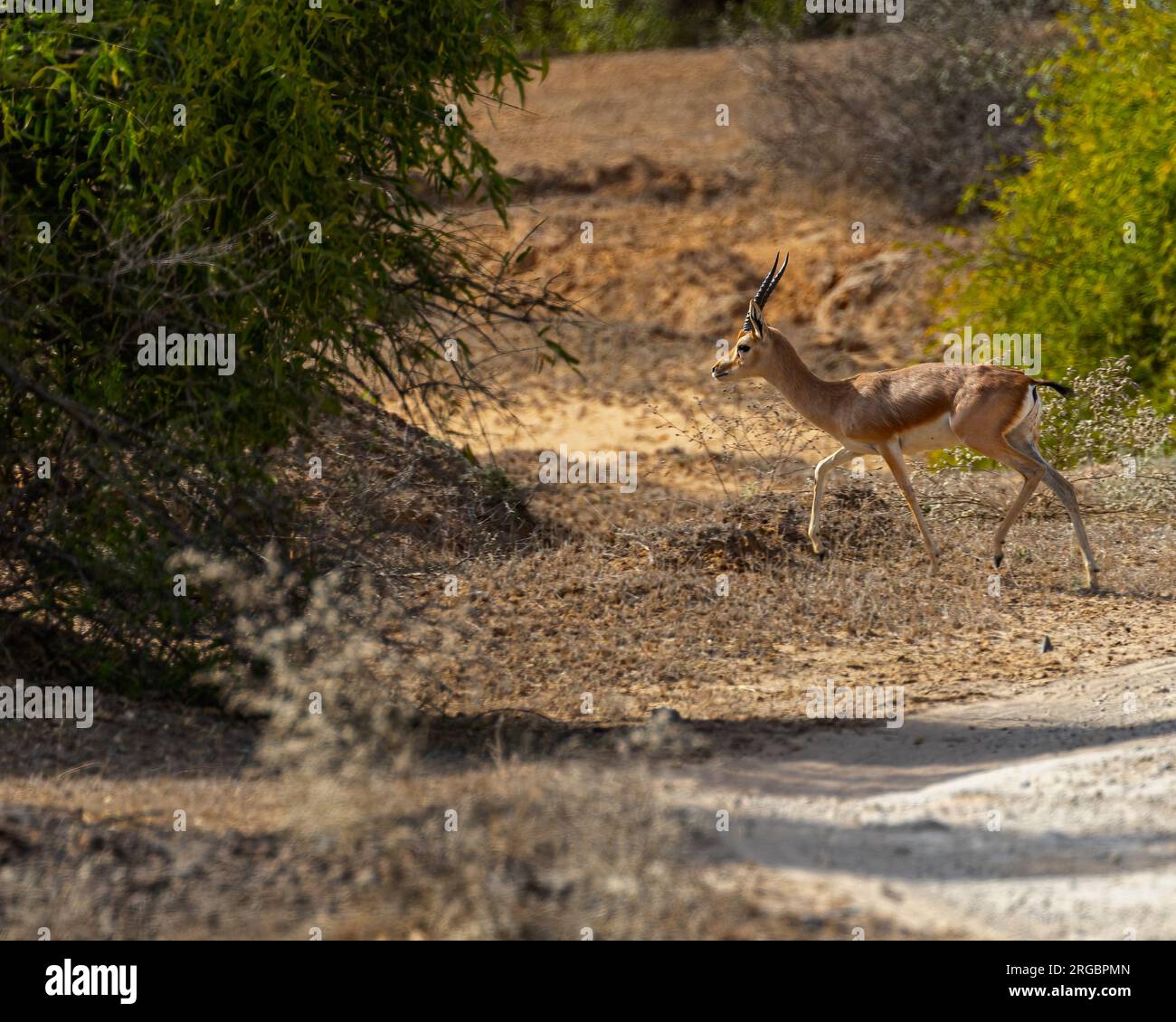 Chinkara pair hi-res stock photography and images - Alamy