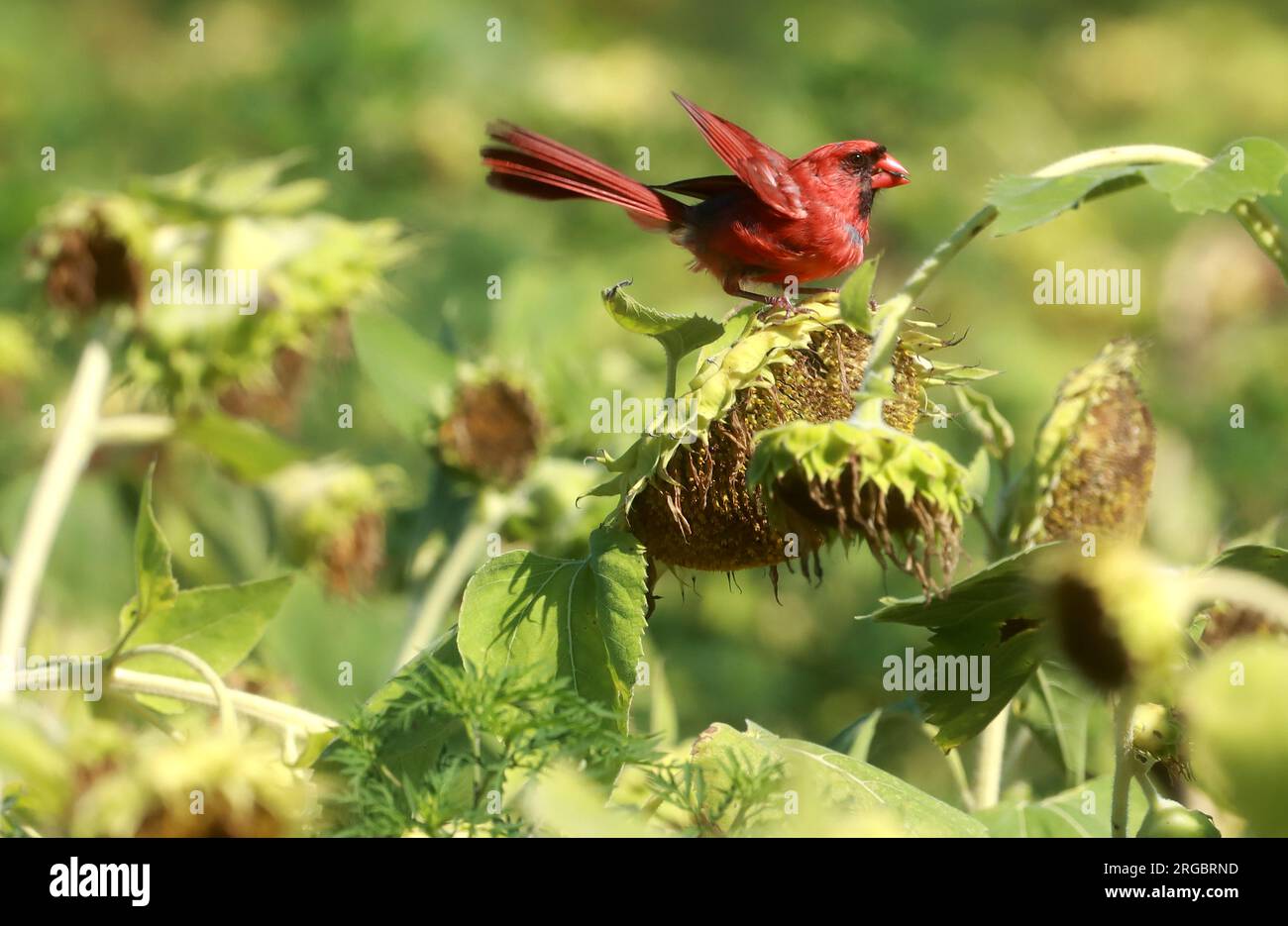 Raleigh, North Carolina, USA. 8th Aug, 2023. A Northern Cardinal ...