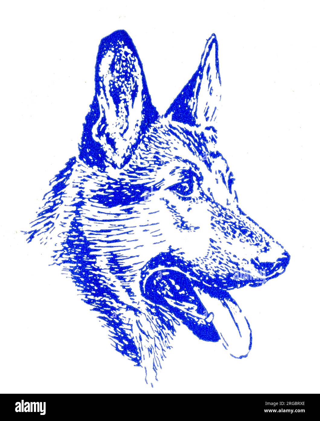 Alsatian dogs hi-res stock photography and images - Alamy