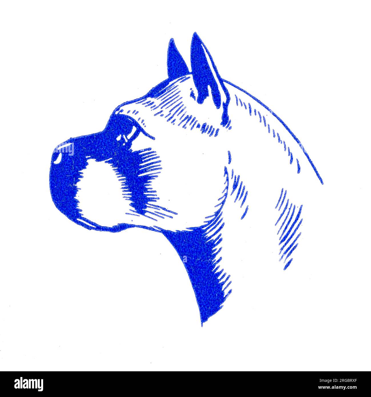 Dog's head in profile - 1950s printer's block Stock Photo - Alamy