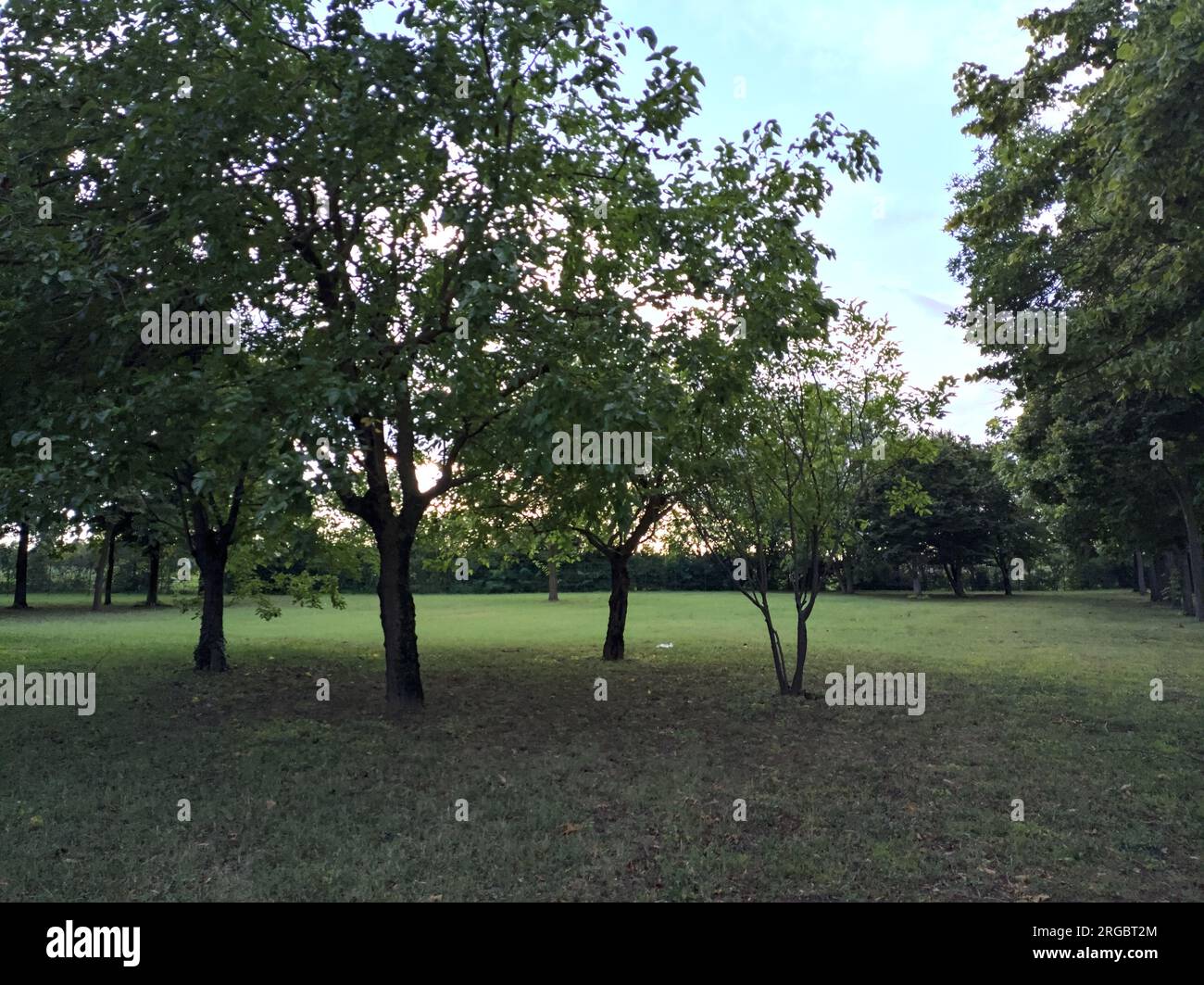 Group old trees natural hi-res stock photography and images - Alamy