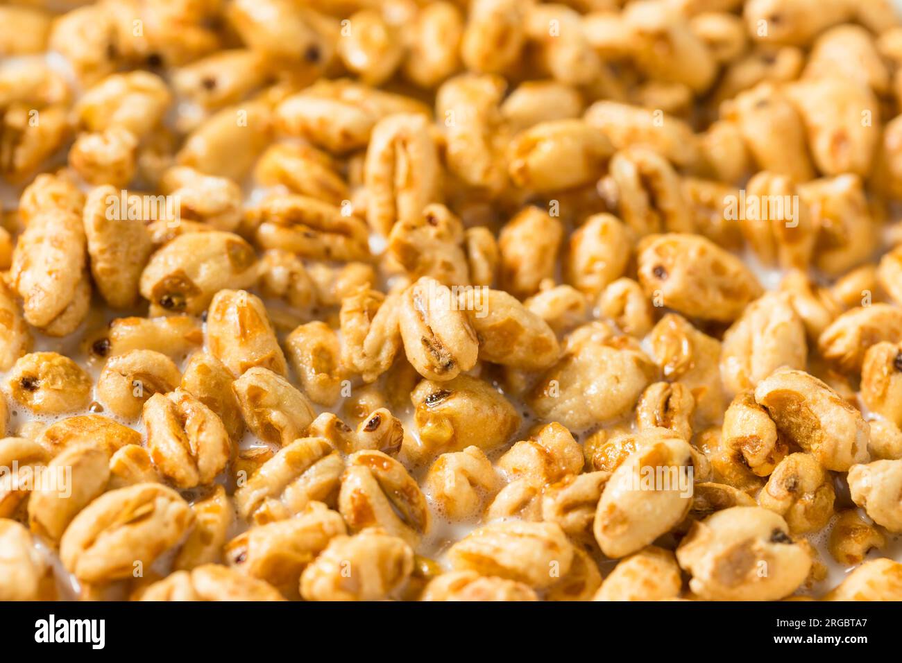 Healthy Sweet Puffed Wheat Breakfast Cereal and Whole Milk Stock Photo ...