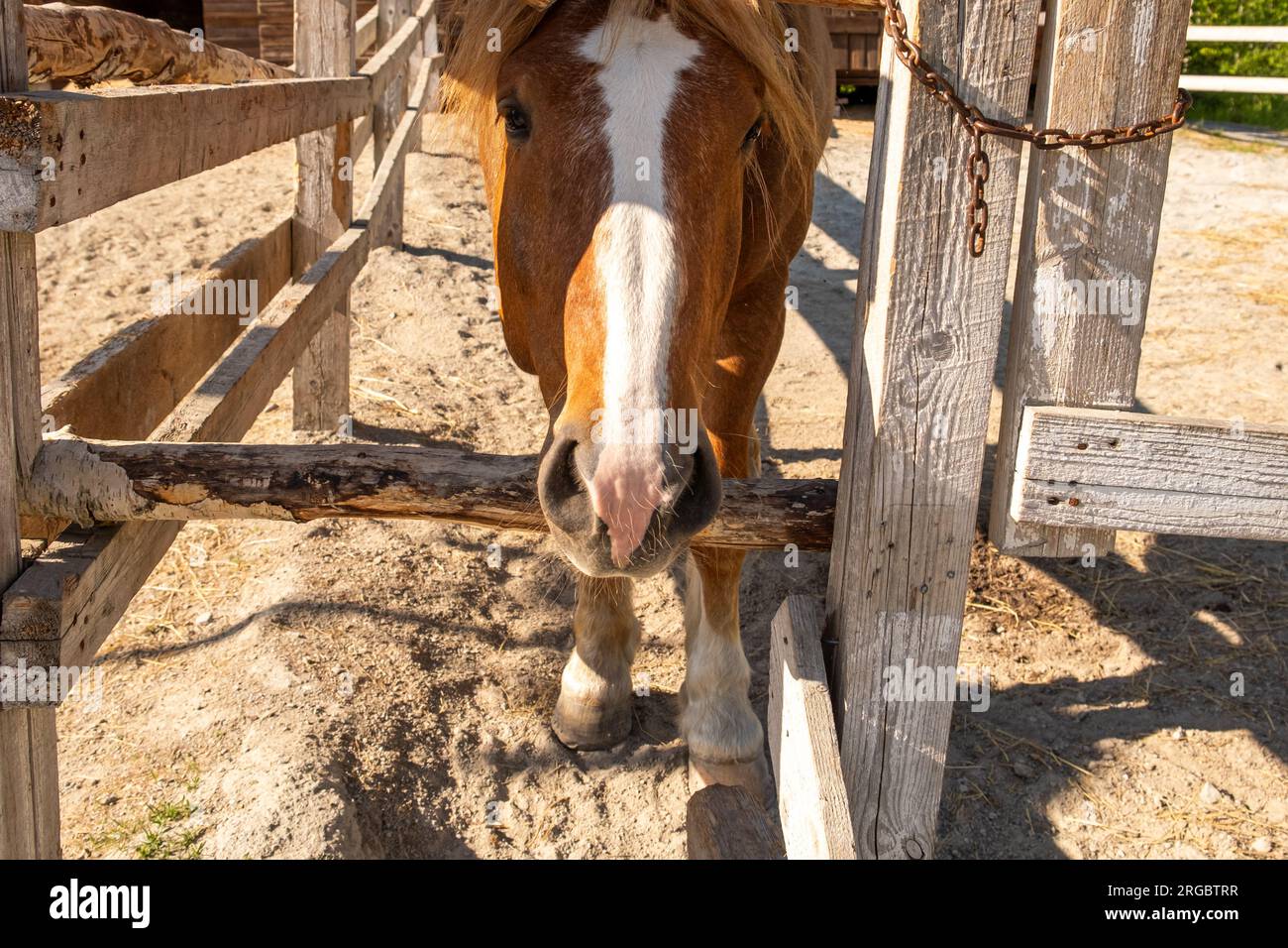 Racecourse concept. Modern animal livestock. Brown horse stallions in ...