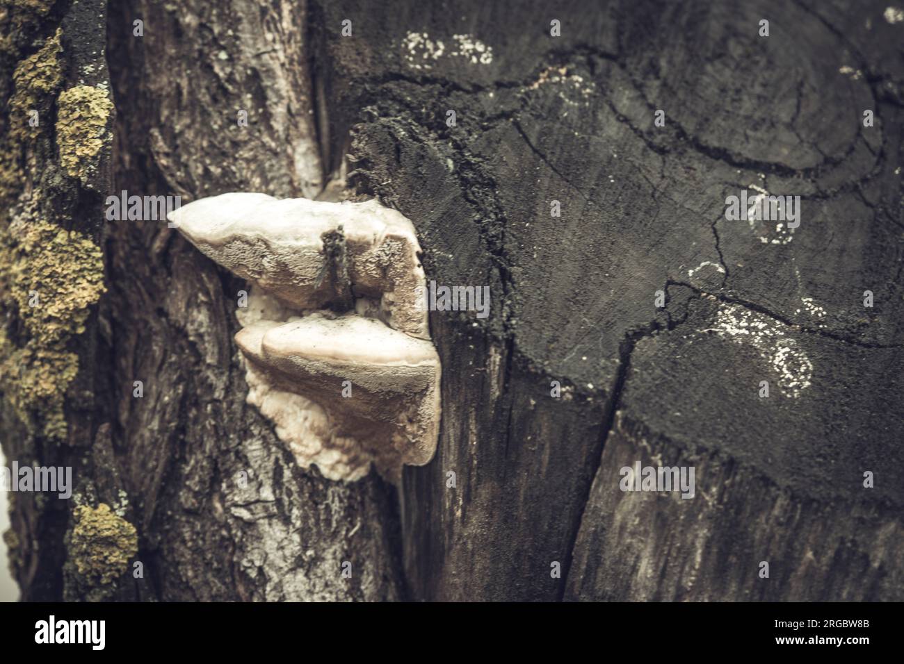 Parasitic fungus on the trunk of a large tree Stock Photo - Alamy
