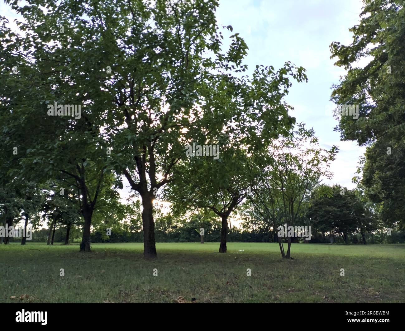Group of trees sunny wood hi-res stock photography and images - Alamy