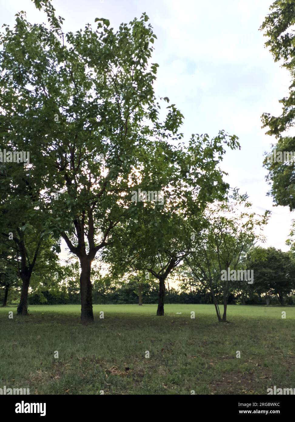 Group of trees sunny wood hi-res stock photography and images - Alamy