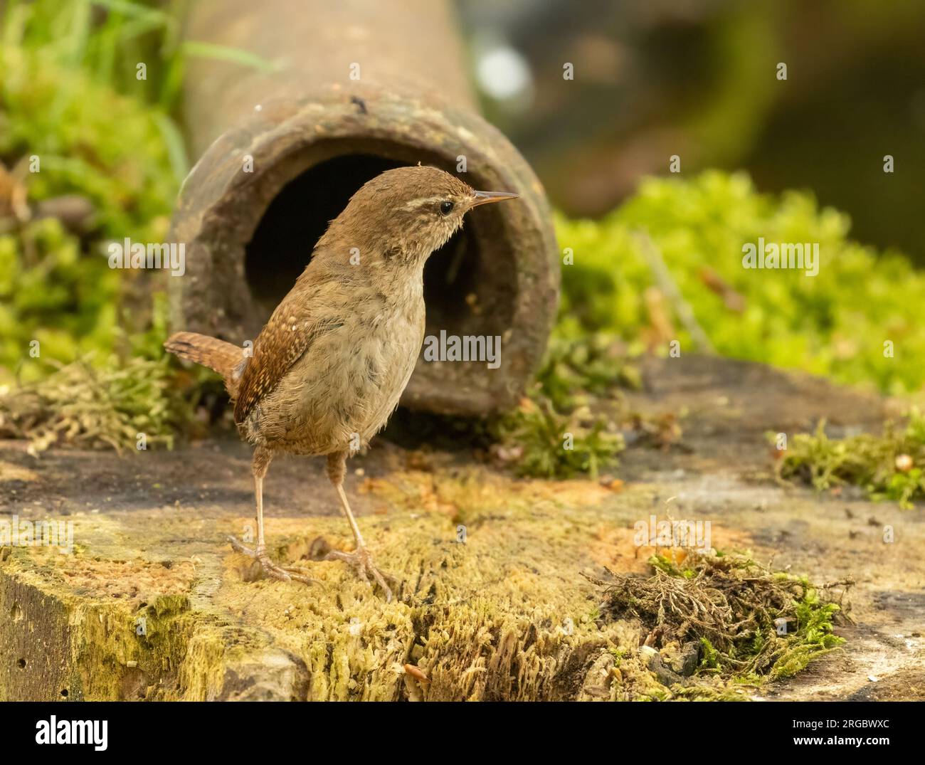 Tiny wren bird foraging for food around old tree trunks in the forest with natural background ...