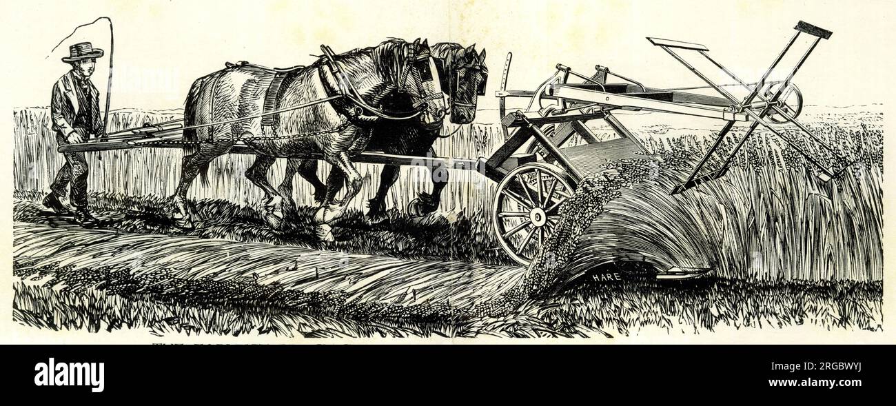 Earliest practical reaper harvester invented by Rev Patrick Bell Stock ...