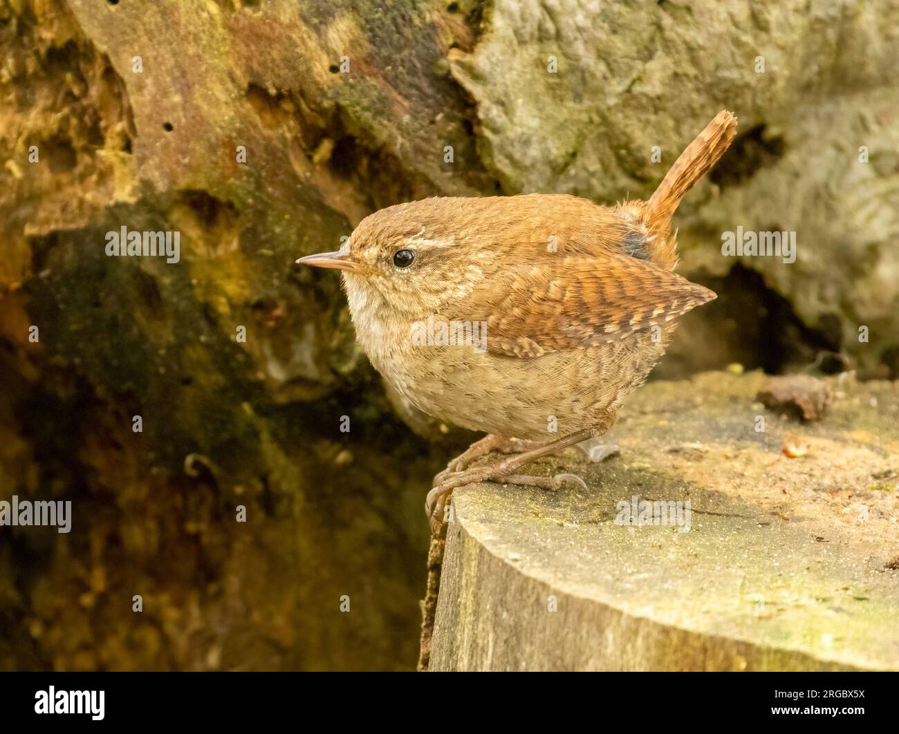 Tiny wren bird foraging for food around old tree trunks in the forest with natural background ...