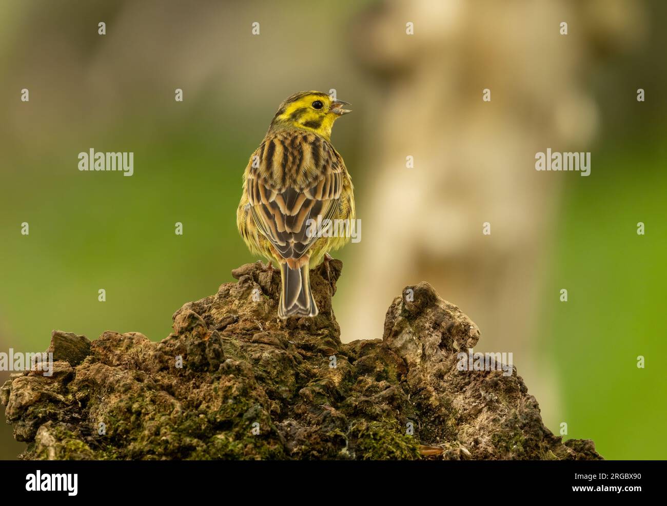 Yellow hammer bird hi-res stock photography and images - Alamy