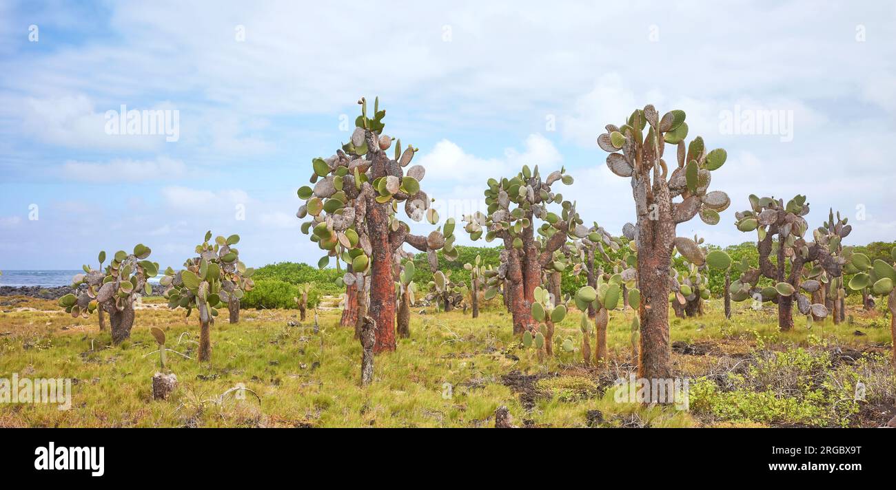 Galapagos Island primeval landscape with Giant opuntia (Opuntia ...
