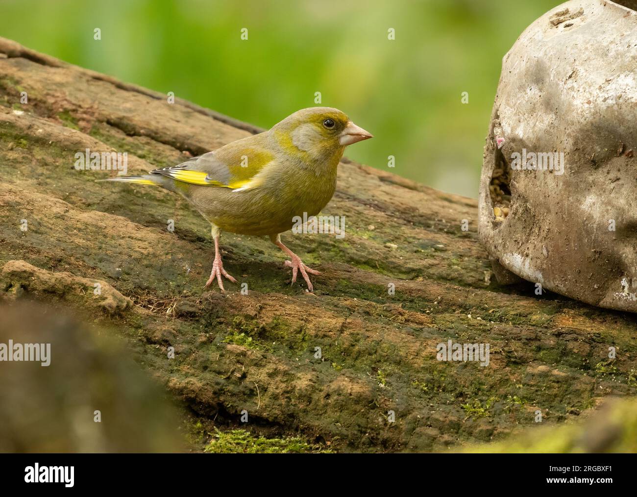 Greenfinch bird in the woodland with natural forest background Stock ...