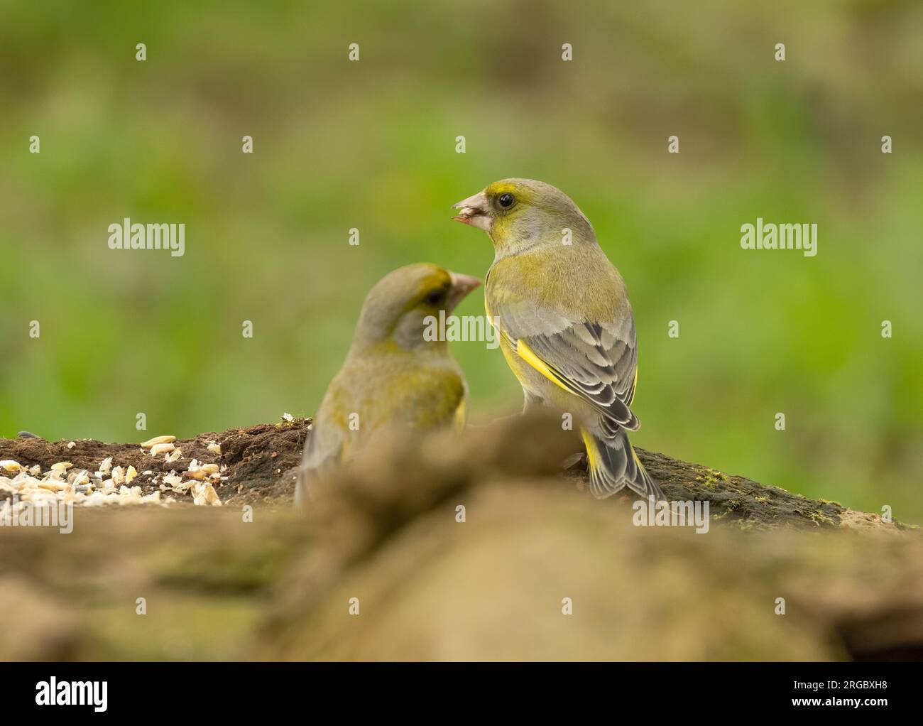 Greenfinch bird in the woodland with natural forest background Stock ...