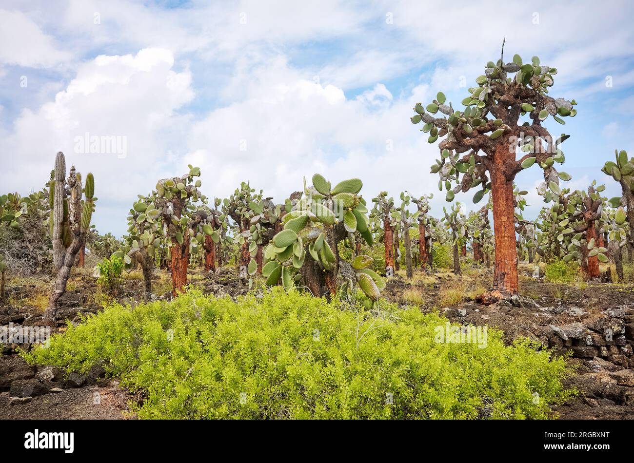 Galapagos Islands primeval landscape with Giant opuntia, Santa Cruz ...
