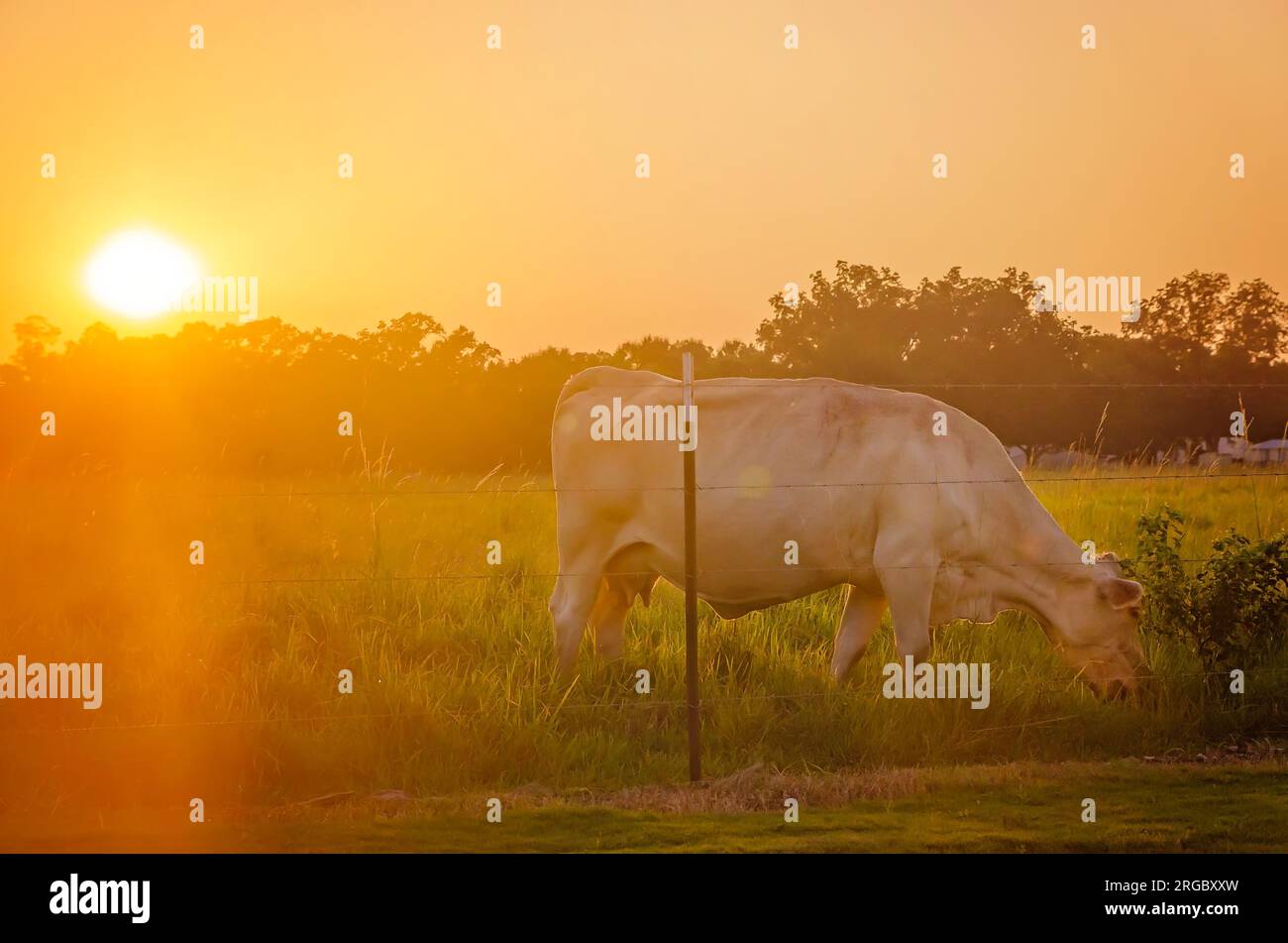 A Charolais heifer grazes in a pasture, Aug. 4, 2023, in Grand Bay ...