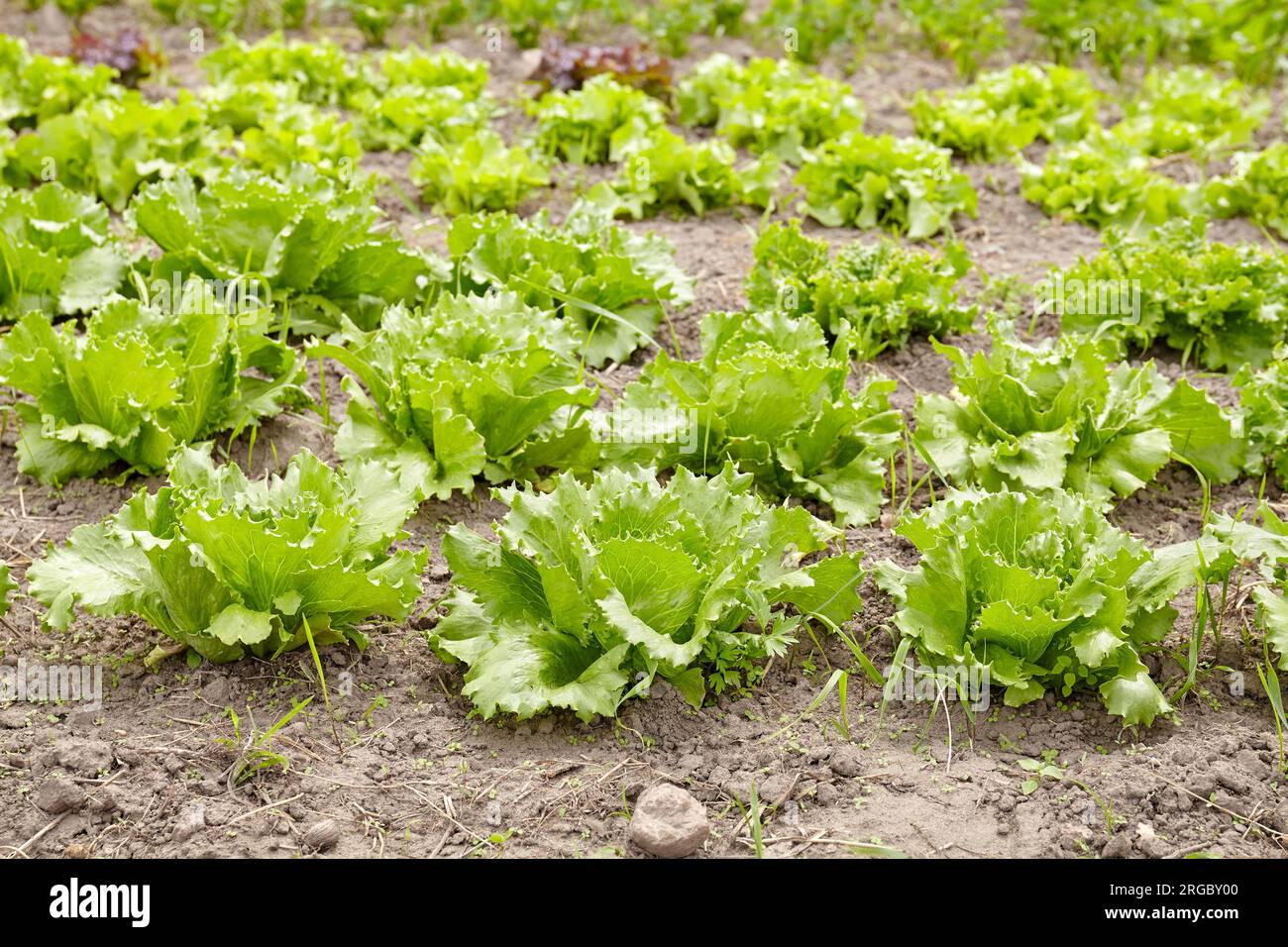 Lettuce field close up hi-res stock photography and images - Alamy