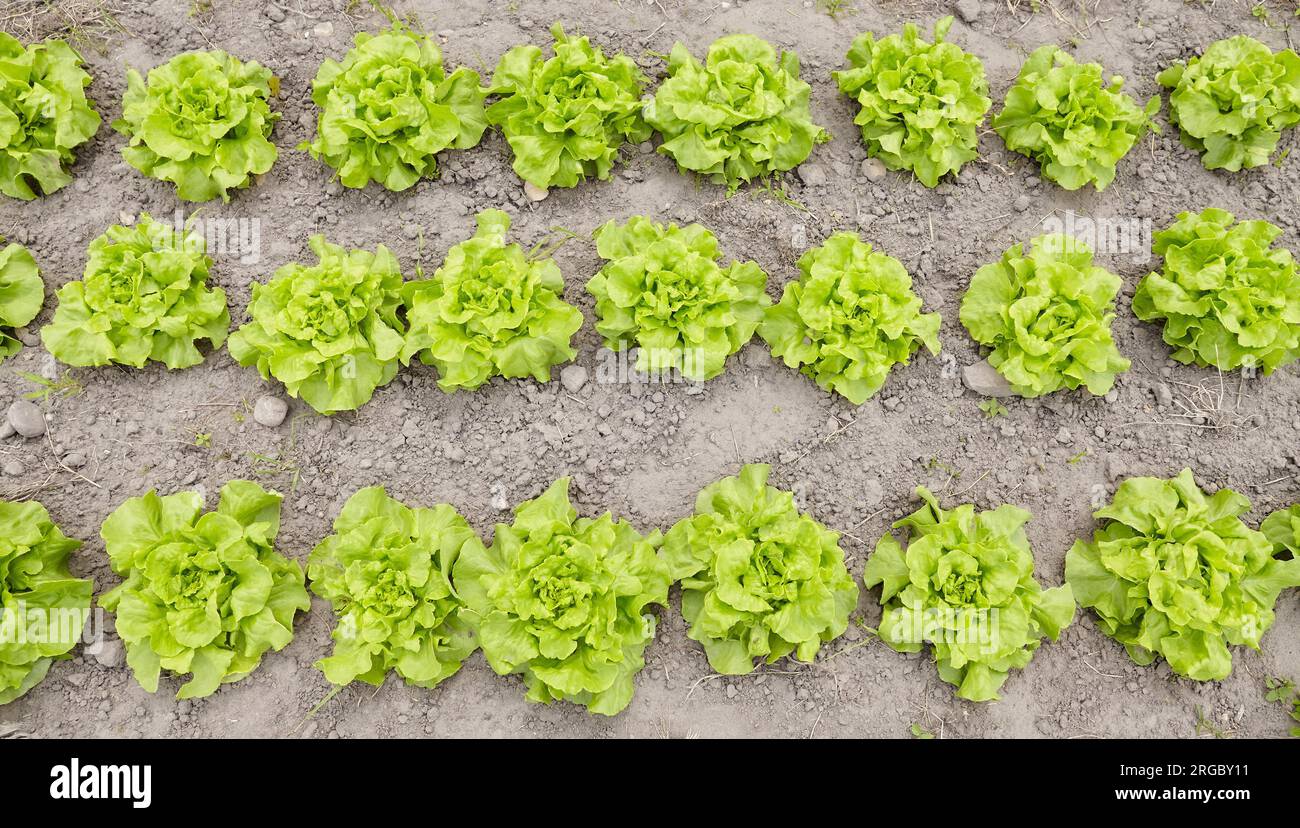 Top view organic farm hi-res stock photography and images - Alamy