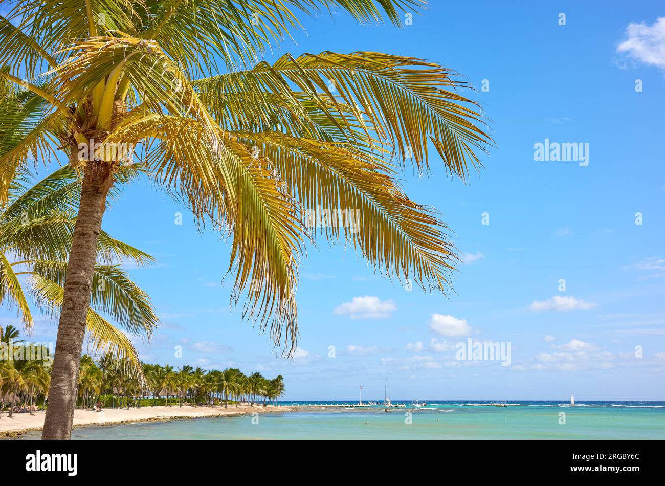 Coconut palm trees at a tropical beach, Yucatan Peninsula, Mexico Stock ...