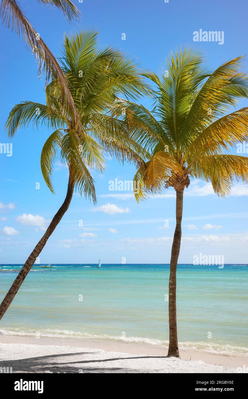 Coconut palm trees on a tropical beach, Yucatan Peninsula, Mexico Stock ...