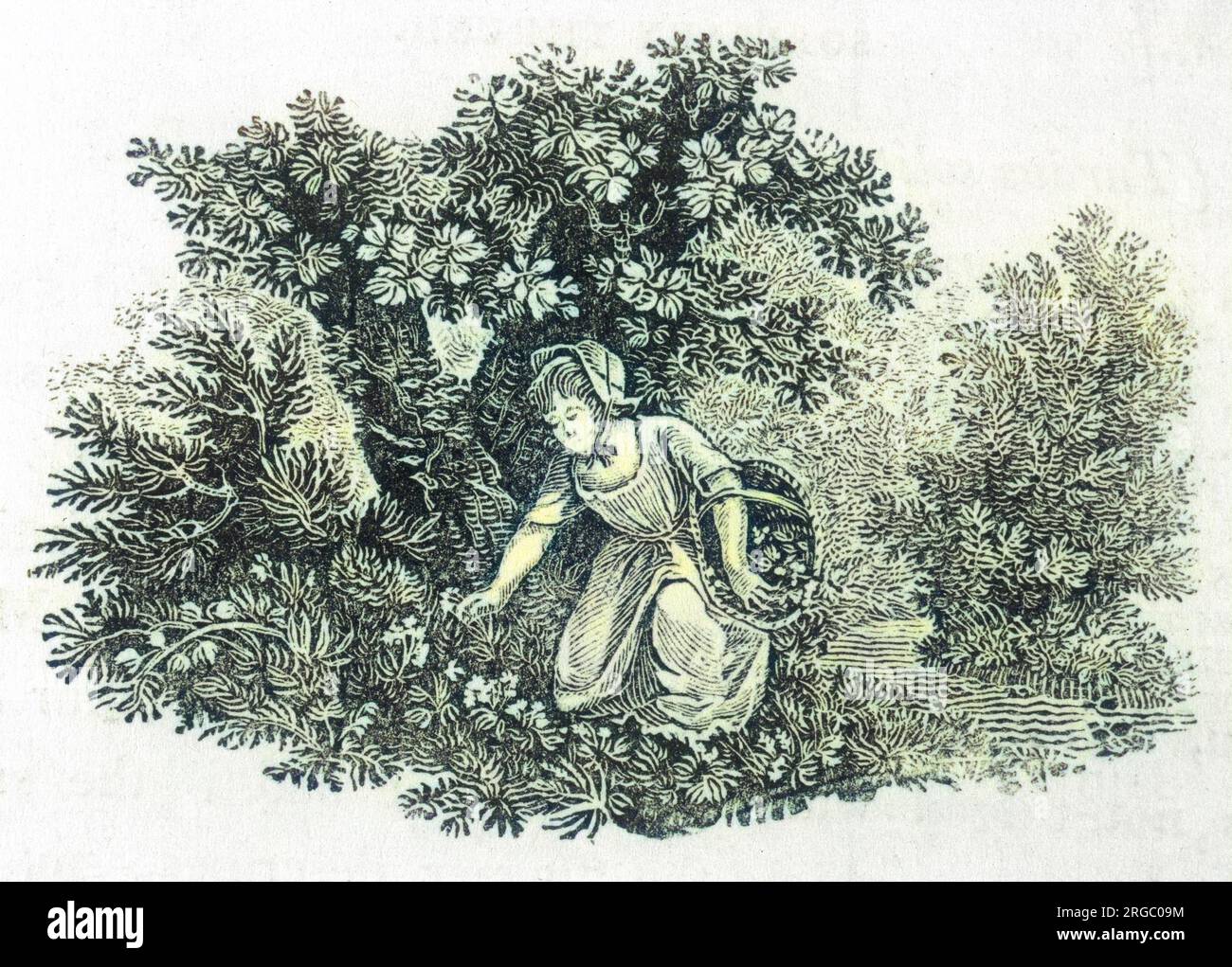An English country woman gathering herbs Stock Photo - Alamy