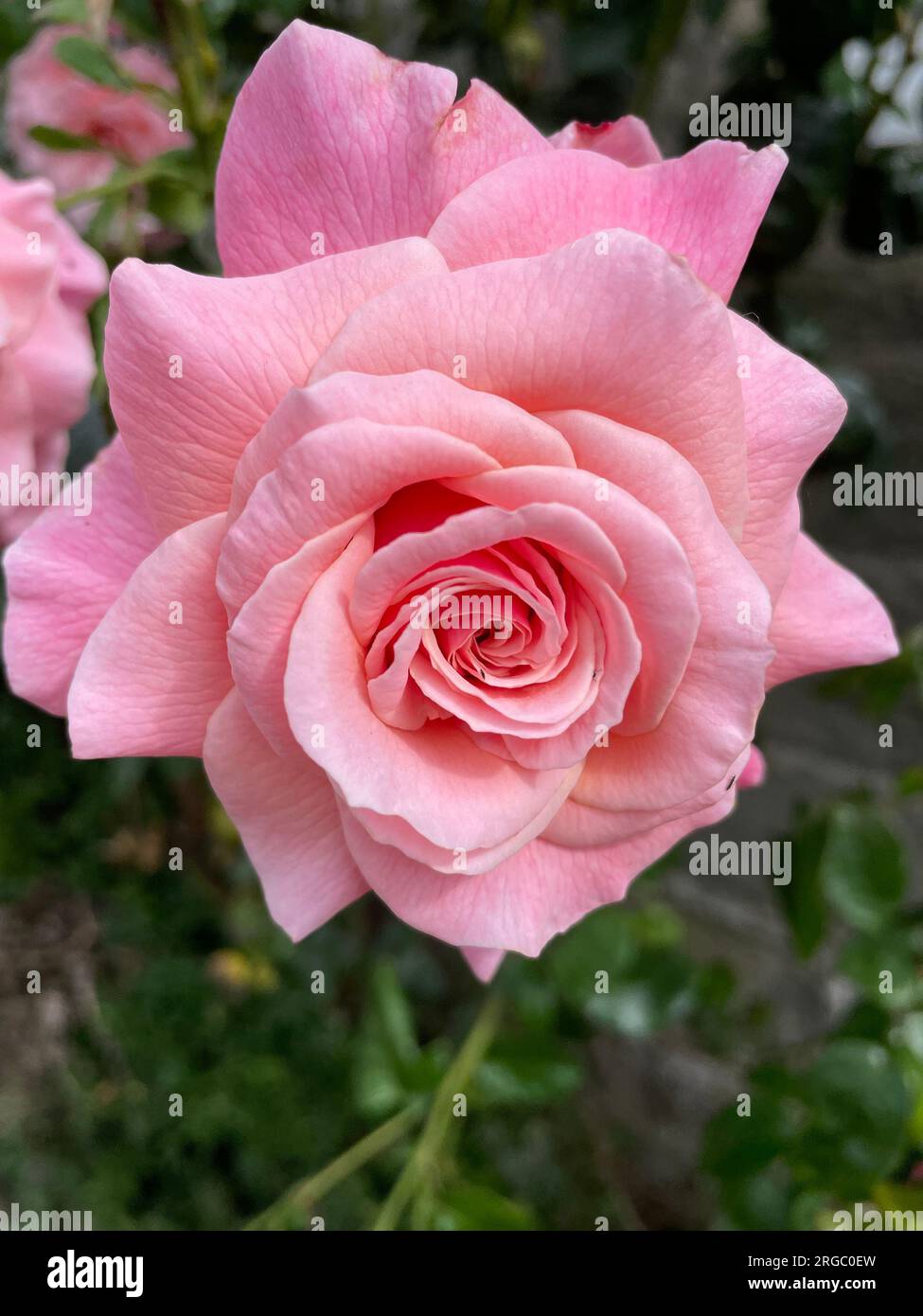 PINK ROSE Photo: Tony Gale Stock Photo - Alamy