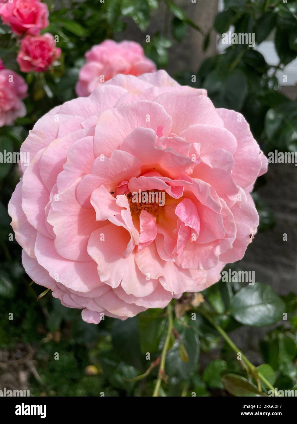 PINK ROSE Photo: Tony Gale Stock Photo - Alamy