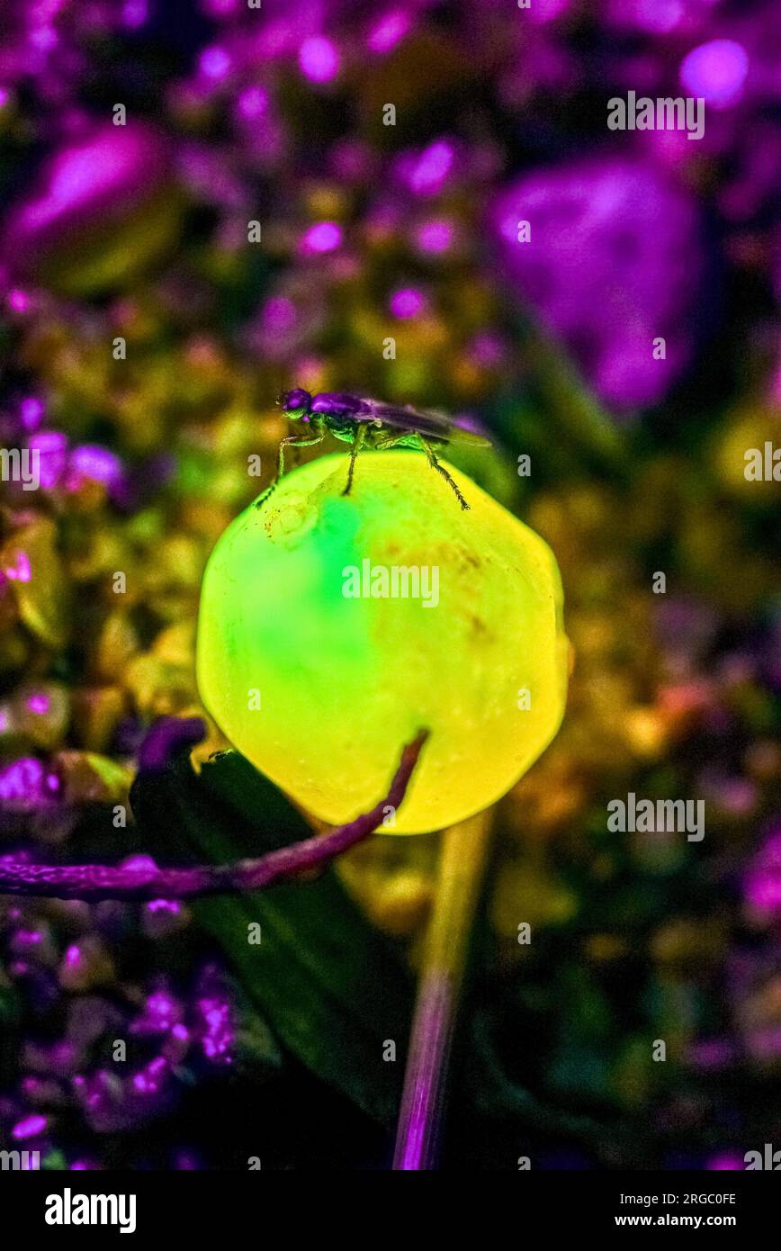Seaweed Fly Hold onto Glowing Ball Lit by UV Light at Eype Coast Stock ...