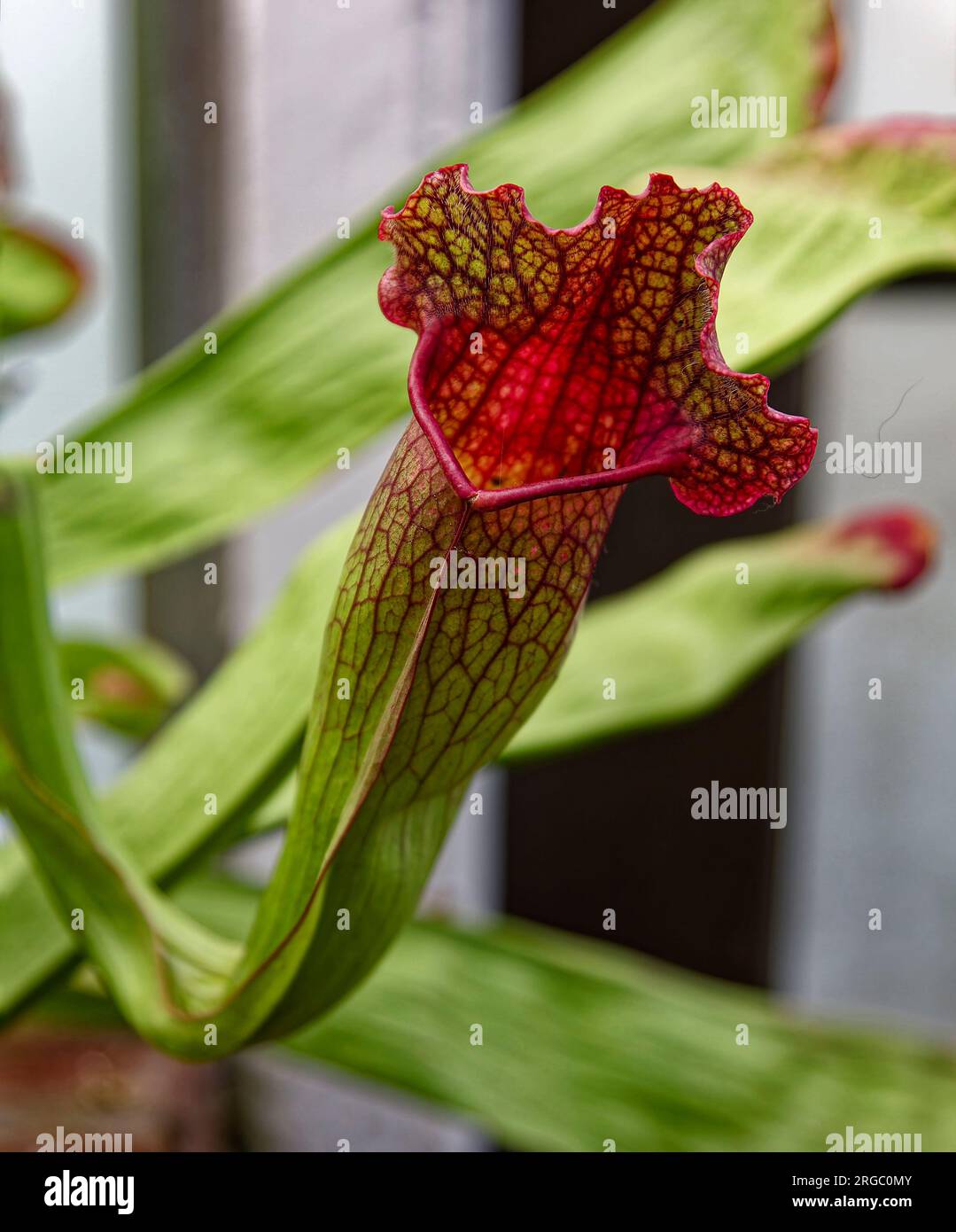pitcher-plant, saracenia, close-up, nature, insectivorous, small hairs ...