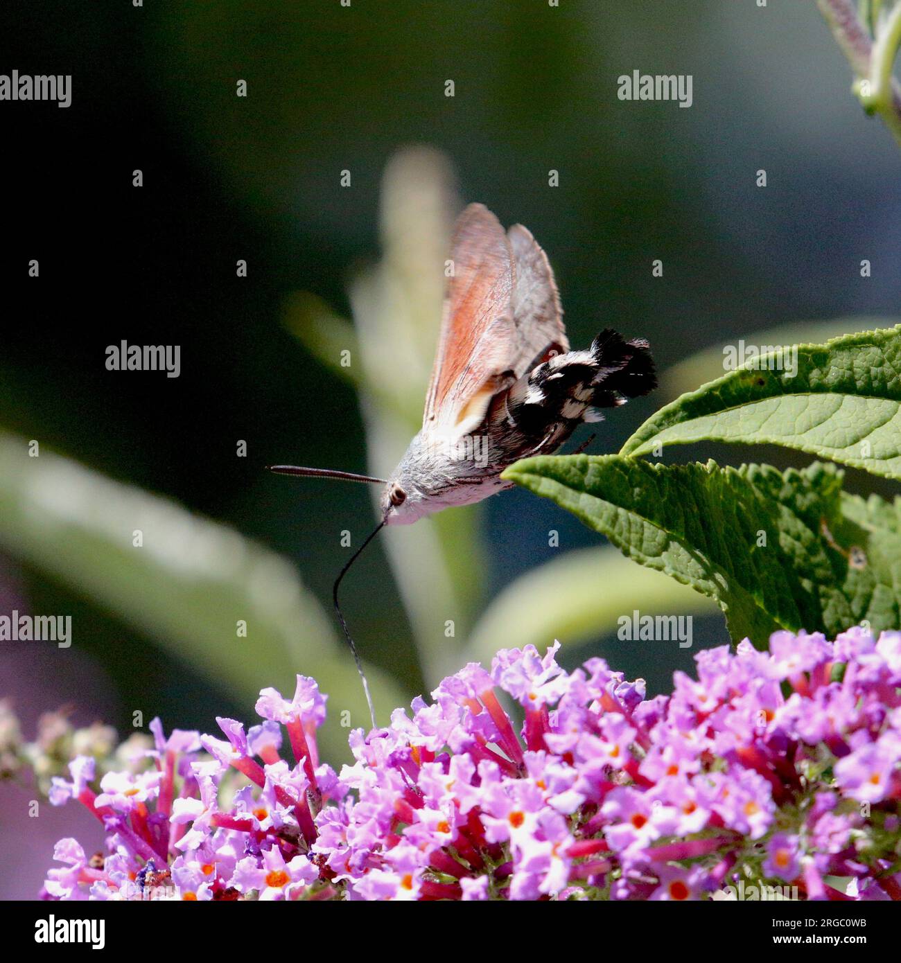Hummingbird hawk moth buddleia hi-res stock photography and images - Alamy