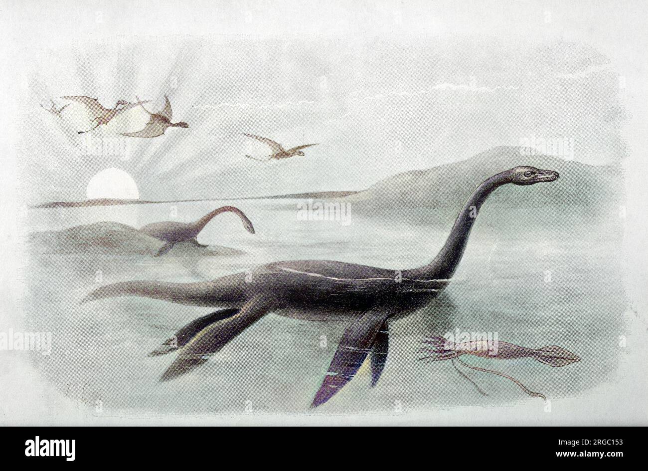 Plesiosaurus hi-res stock photography and images - Alamy