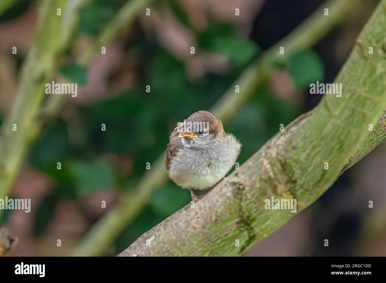 Very young sparrow chick waiting for their mother to feed them Stock ...