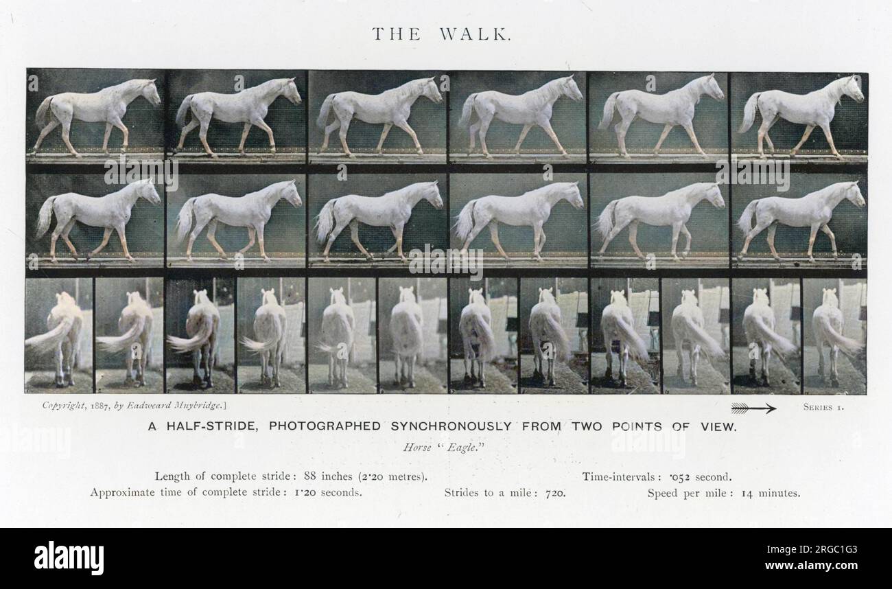 Horse : walking Stock Photo - Alamy