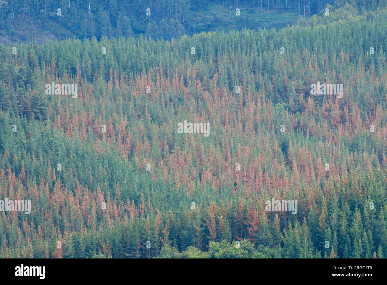 Foliage fungal fungus hi-res stock photography and images - Alamy