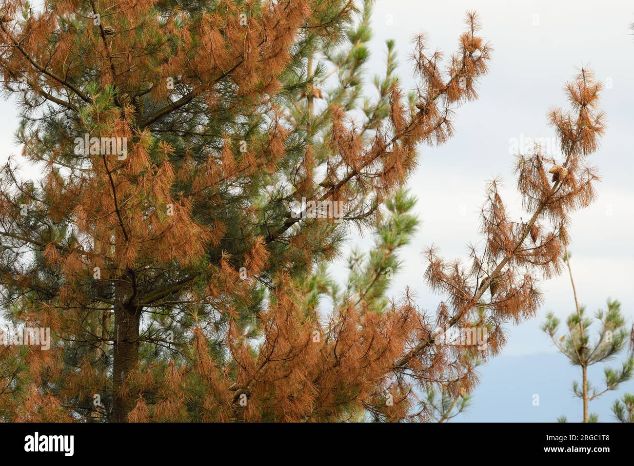 Hongo de árbol hi-res stock photography and images - Alamy