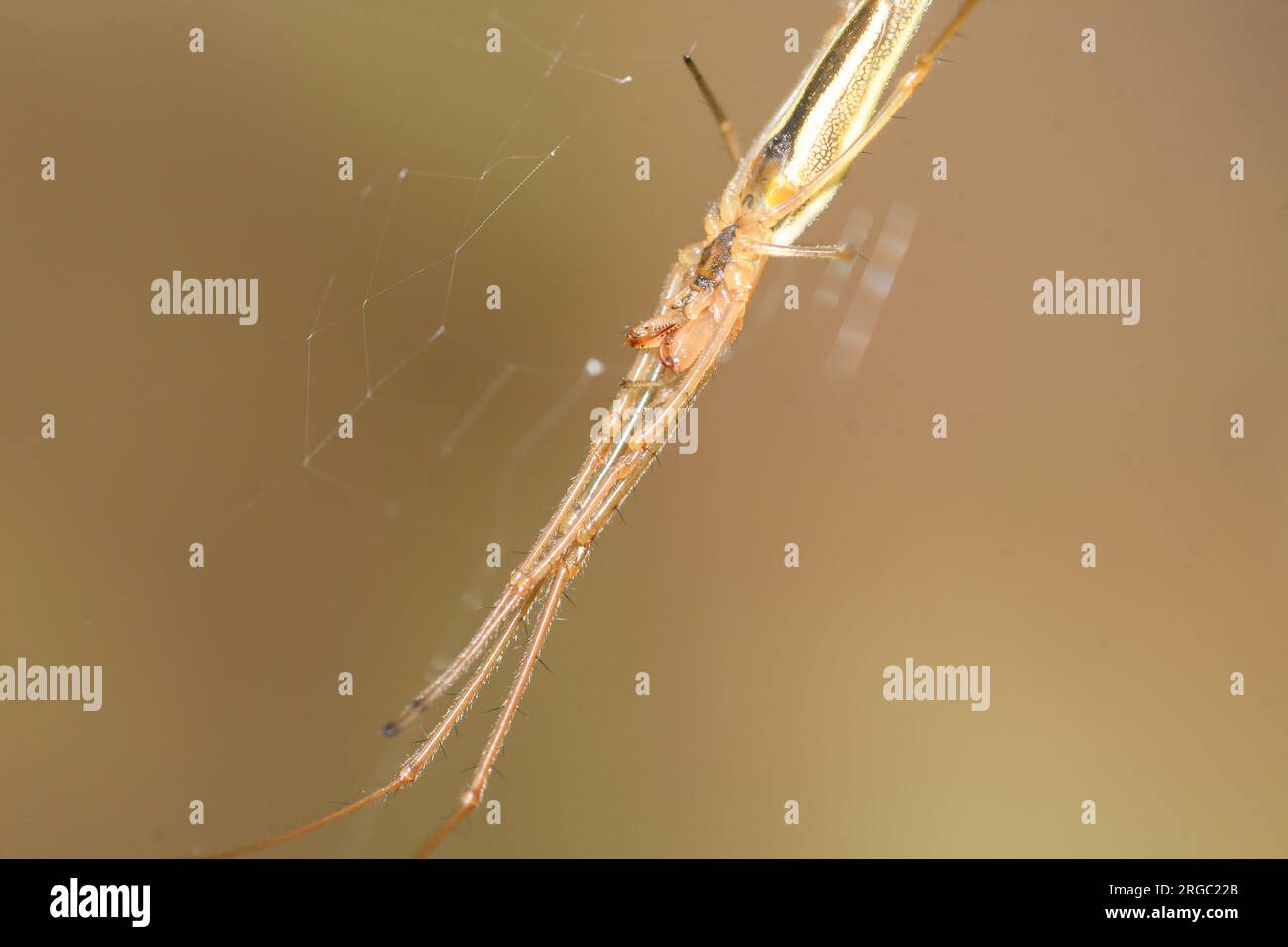 Close-up of the chelicerae of the spider Tetragnatha sp Stock Photo - Alamy