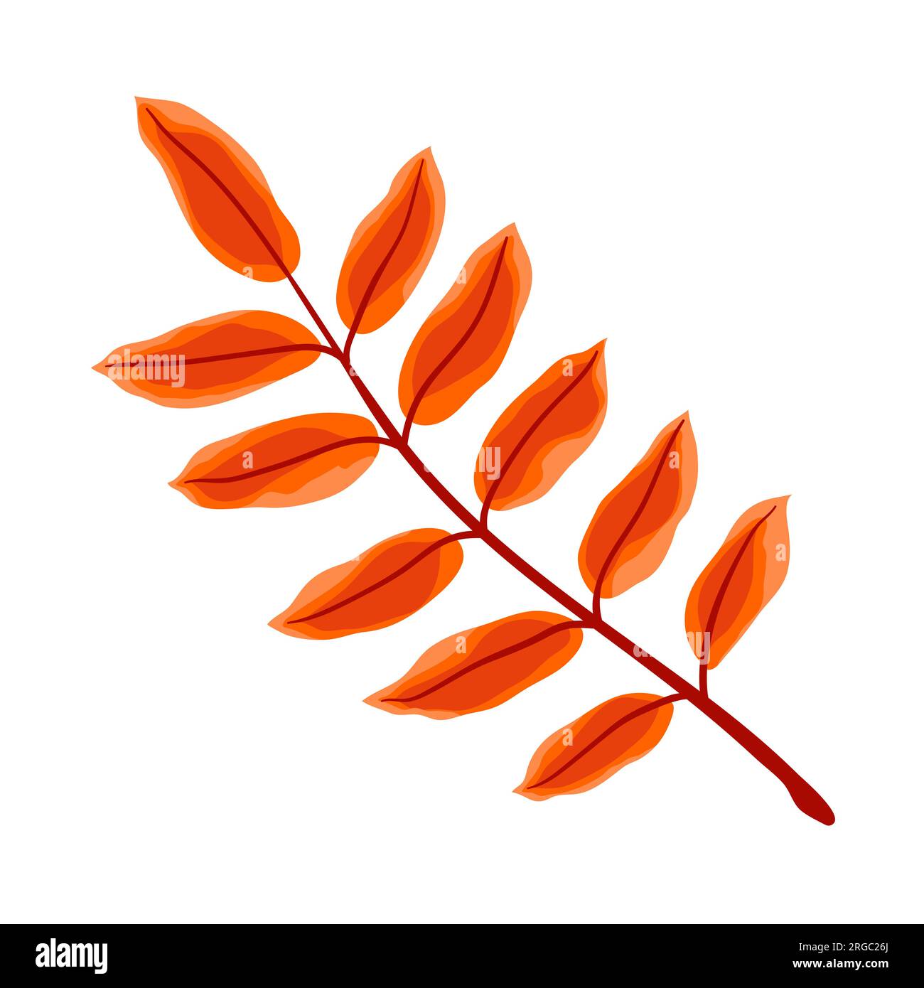 Illustration of rowan leaf. Decorative autumn foliage Stock Vector ...