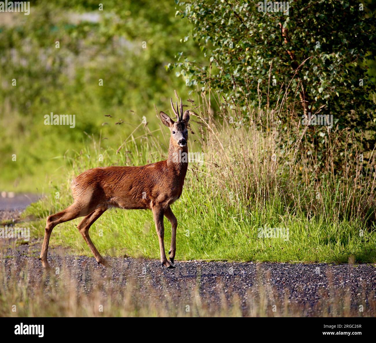 Looking startled hi-res stock photography and images - Alamy
