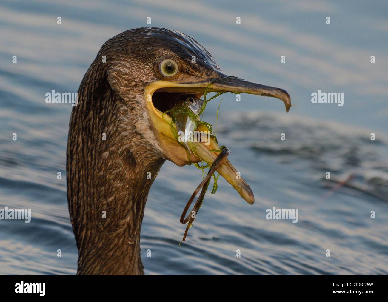 Cormoran monudo hi-res stock photography and images - Alamy