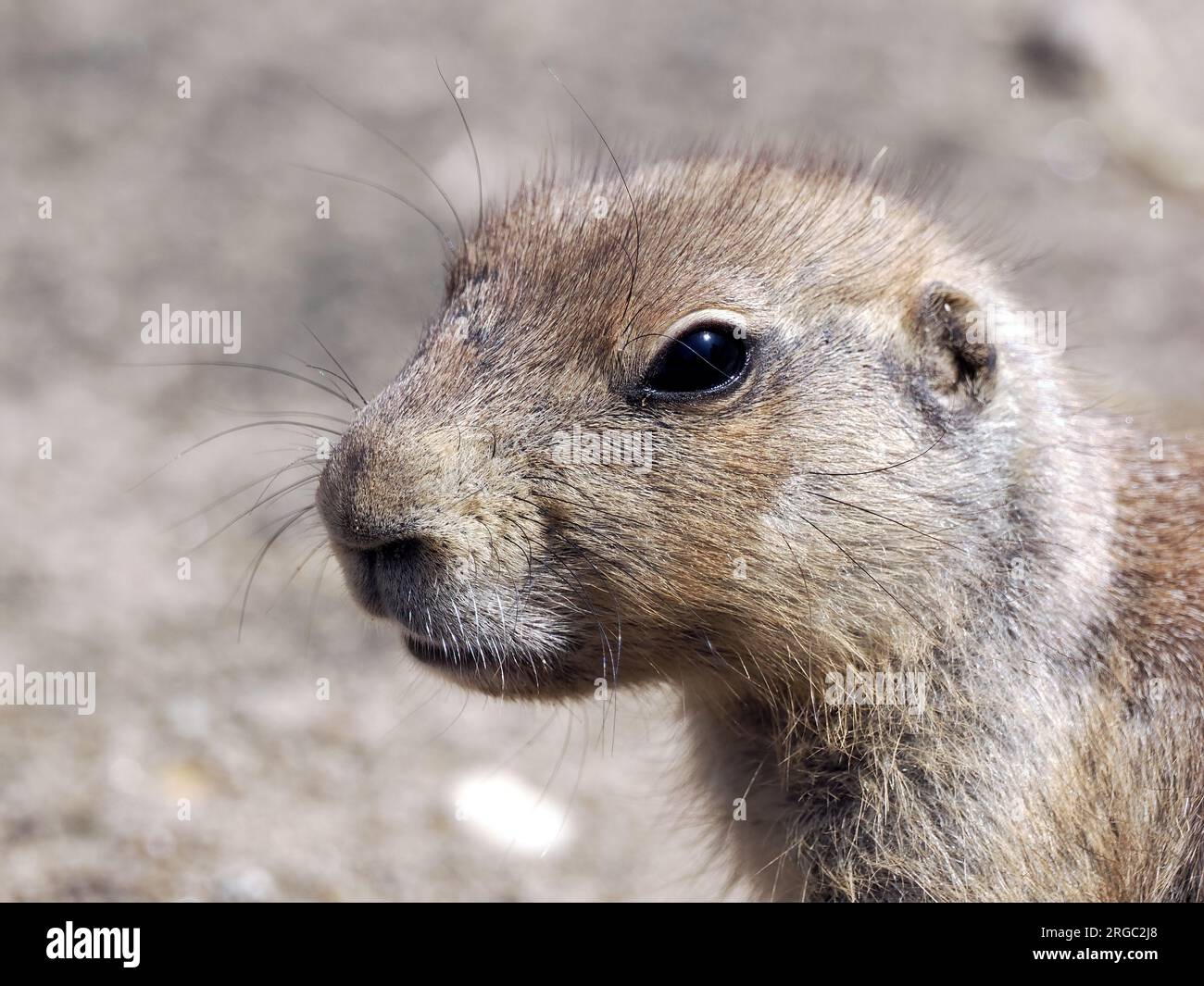 Chien de prairie a queue noire hi-res stock photography and images - Alamy