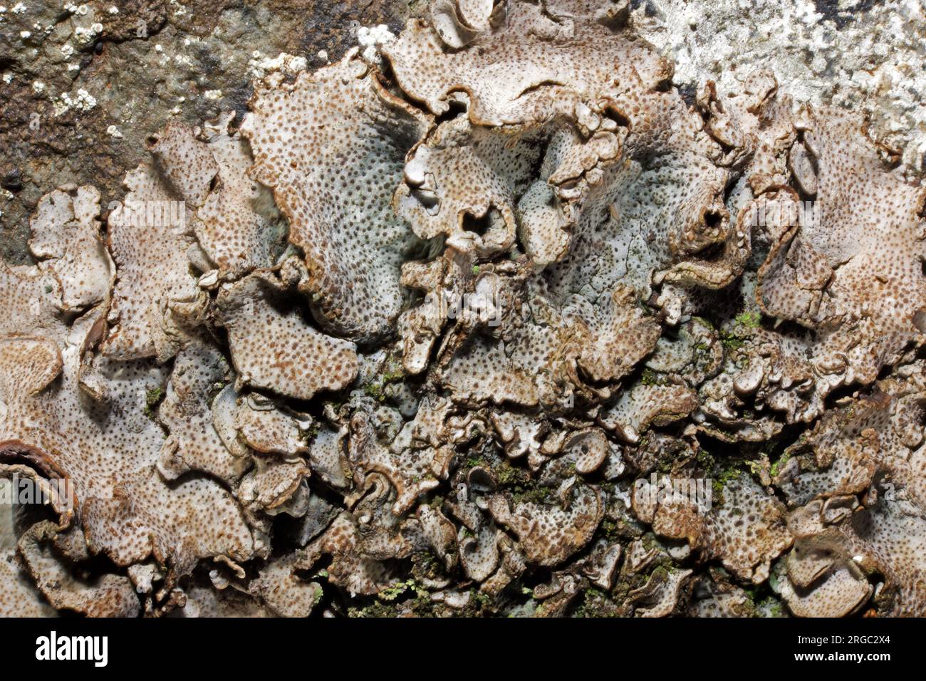 Most recorded on anglesey hi-res stock photography and images - Alamy