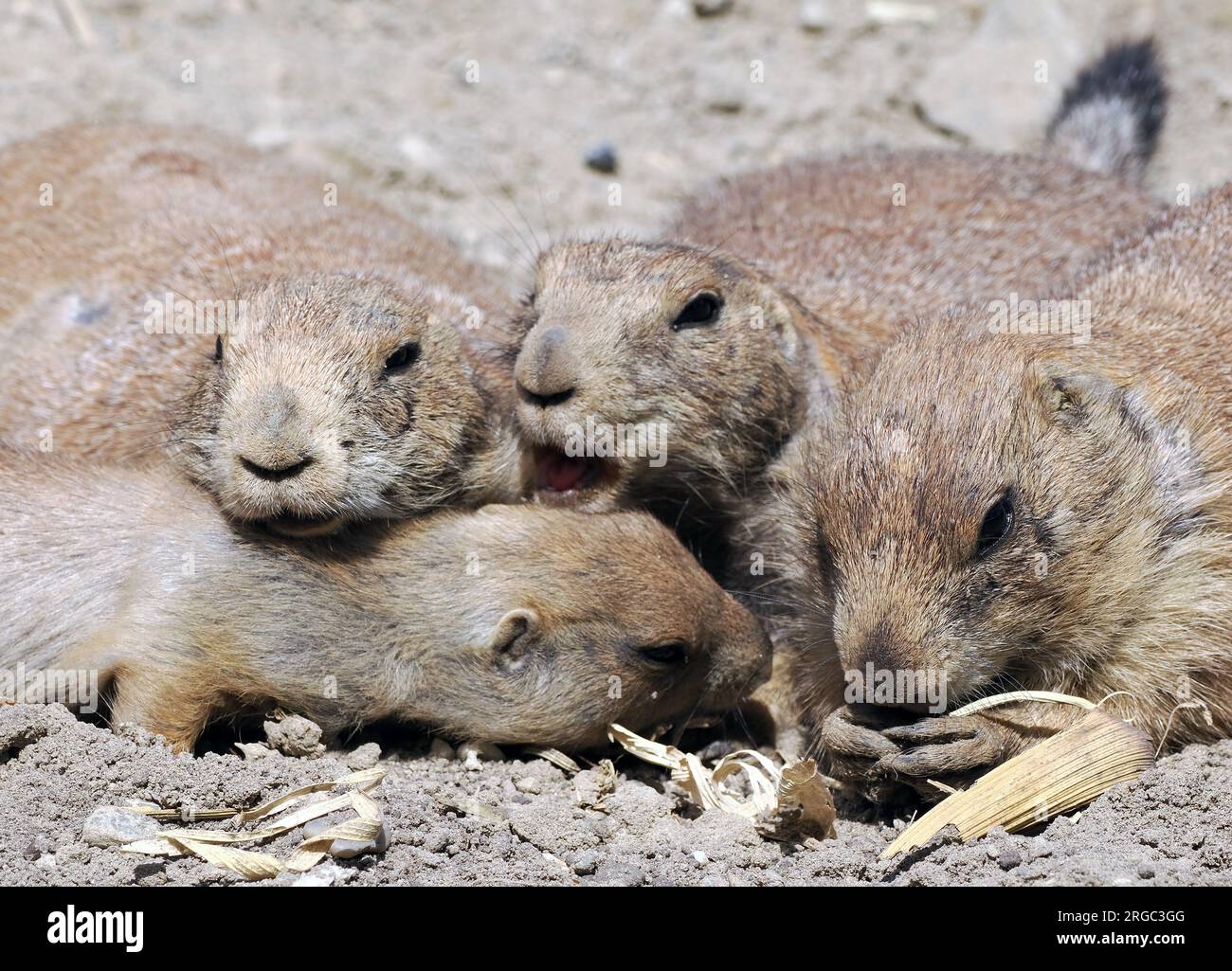 Queue de chien hi-res stock photography and images - Alamy