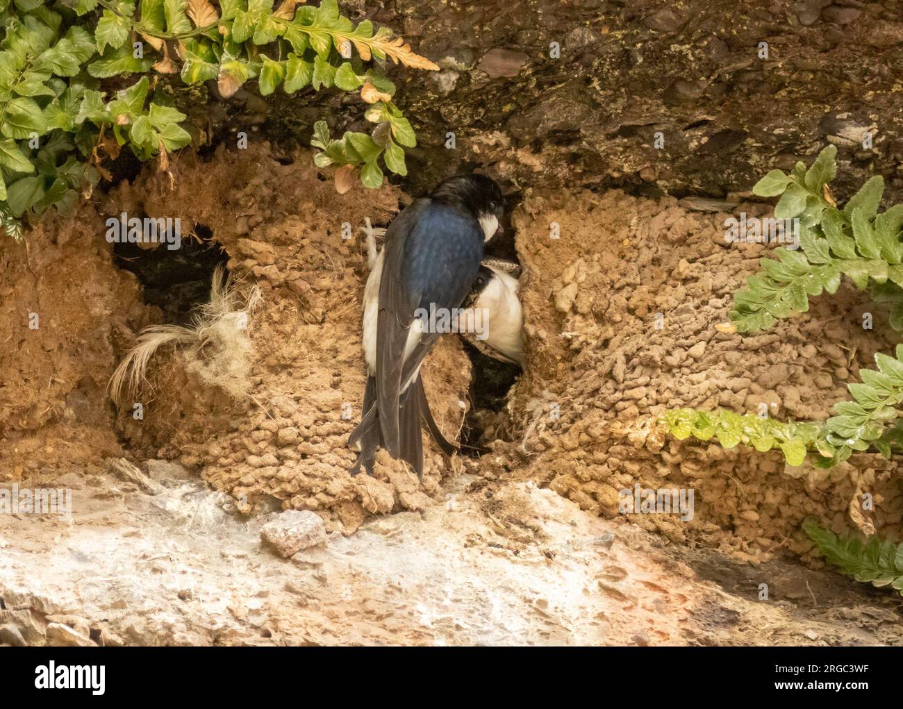 House marten, house Martin, coming back and forth to mud nest on cliff ...