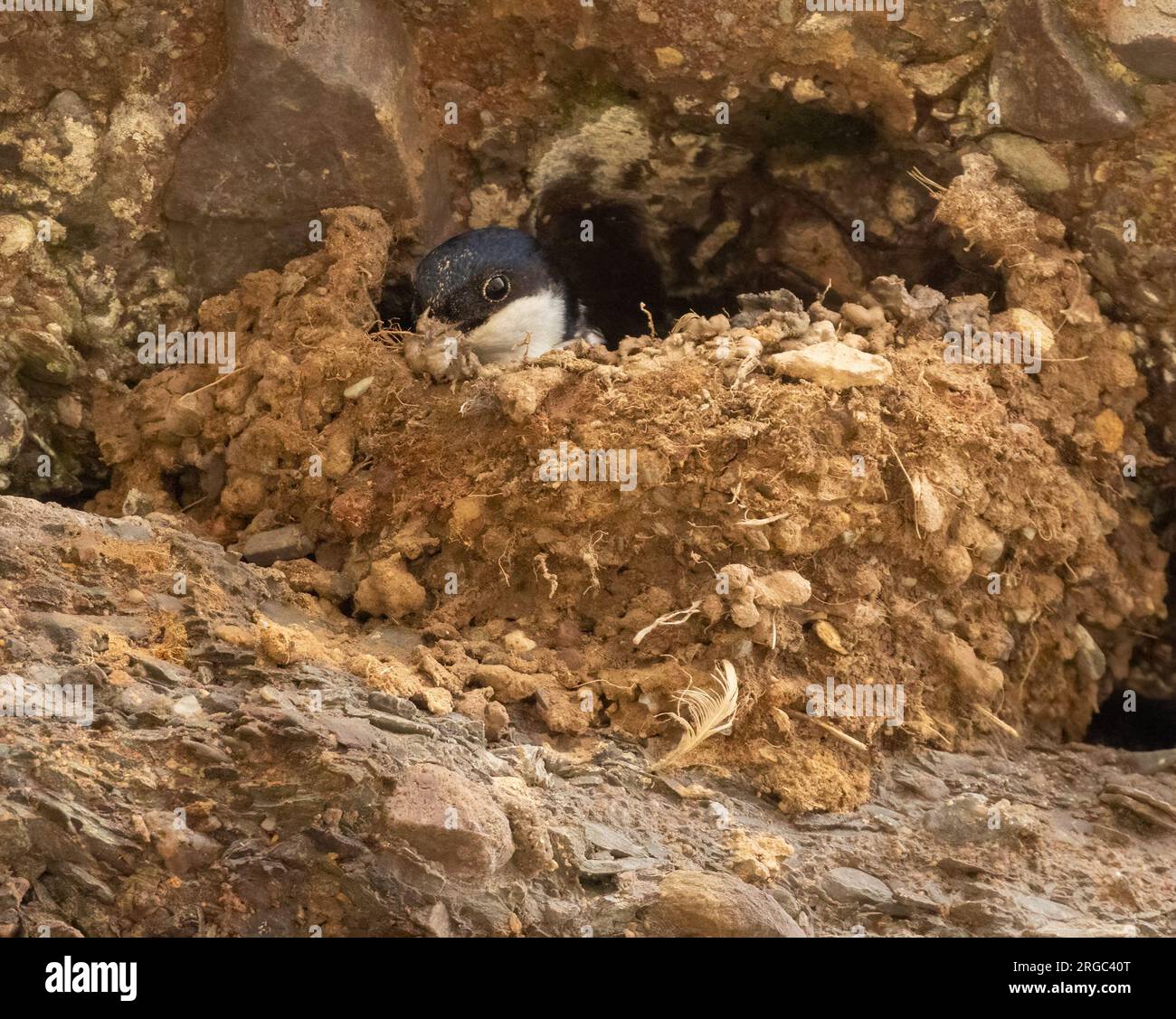 House marten, house Martin, coming back and forth to mud nest on cliff ...