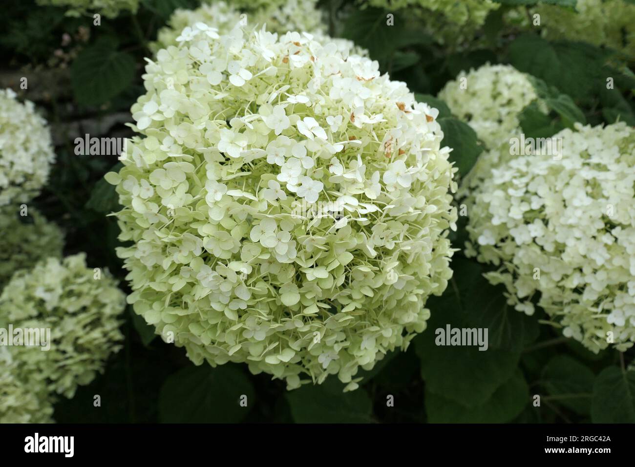Closeup of the white round flower heads of the perennial garden shrub ...