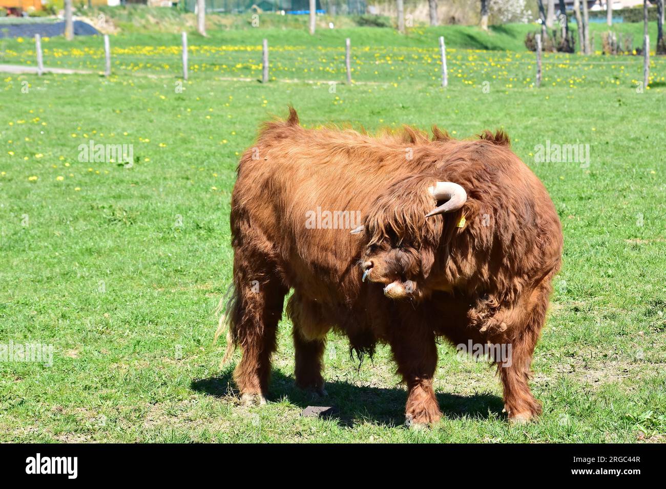 The impressive stature of the breeding bull in Scottish Highland cattle ...