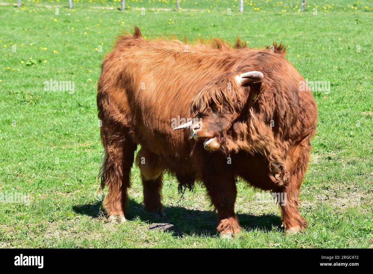The impressive stature of the breeding bull in Scottish Highland cattle ...